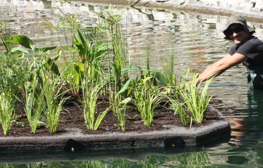 Floating Islands West | Custom Floating Wetlands: Is This the Right ...