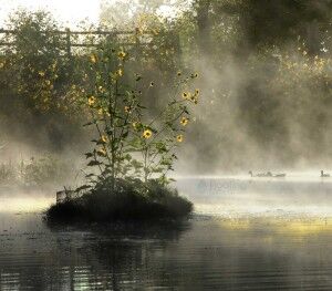 Floating Islands West | BioHaven® Floating Treatment Technology