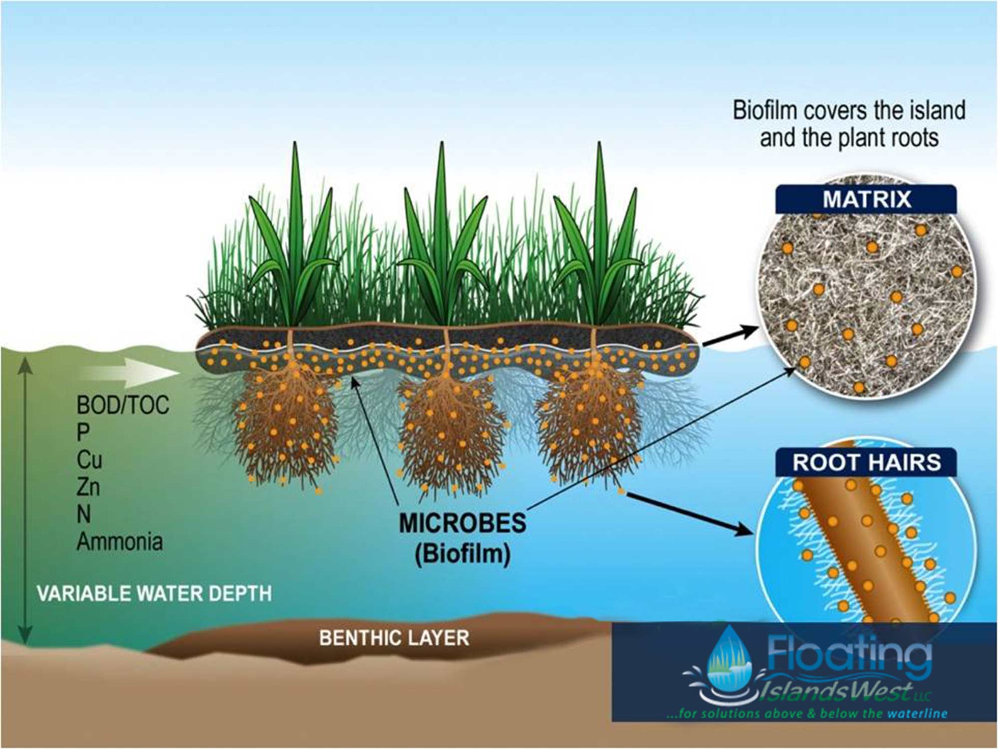 Floating Islands West | Mini floating treatment wetland | IPO 300