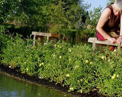 Floating Islands West | Pond plants | Grow what on a floating island?