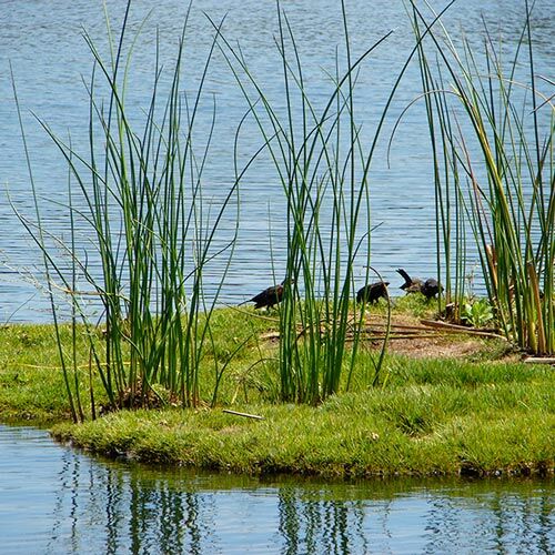 Floating Islands West | Nesting Islands | BioHaven Floating Islands