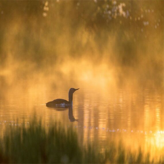 Floating Islands West | BioHaven® Floating Wetlands